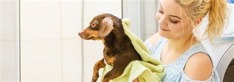5 Best Waterless Dog Shampoos May 2025 Bestreviews