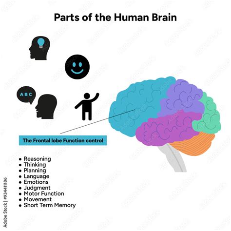 Parts Of Human Brain Anatomy With Colored Parts Diagram Medical Illustration Frontal Lobe