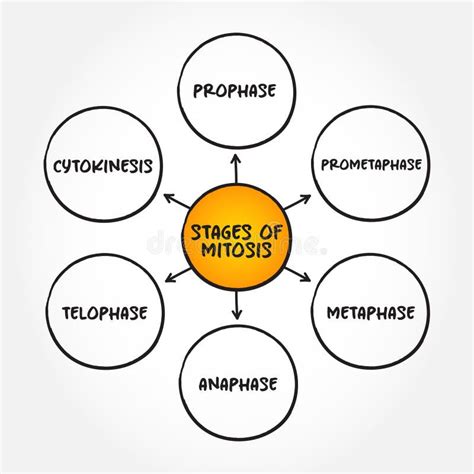 Mitosis Mind Stock Illustrations 7 Mitosis Mind Stock Illustrations