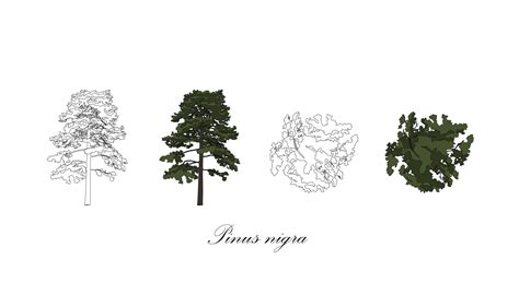 Pinus Nigra Tree Cad Block Dwg Black Pine Elevation And Plan Views