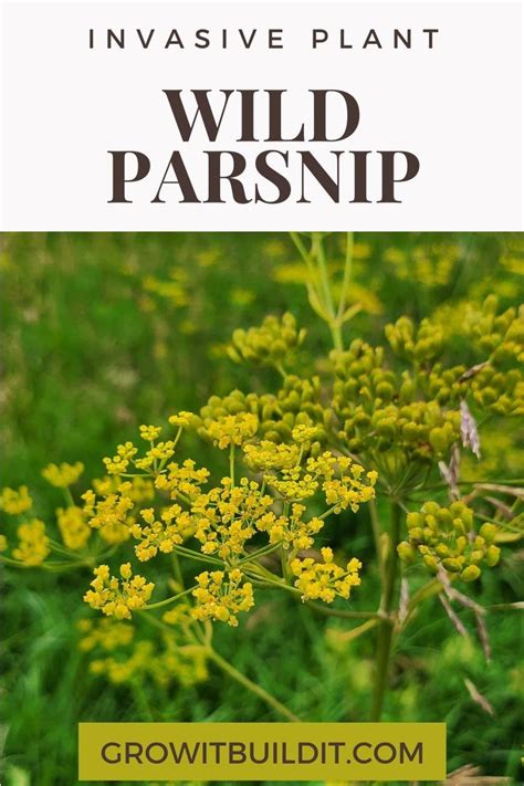 Wild Parsnip Invasive Plant Wild Parsnip Invasive Plants Parsnips