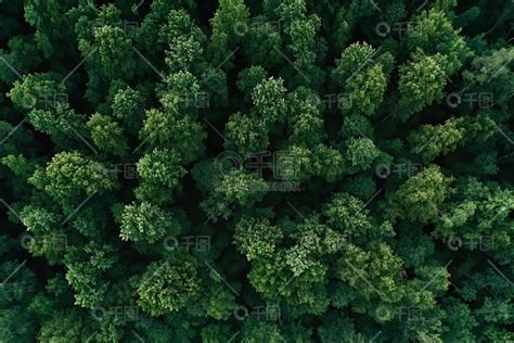 无人机ai数字艺术 无人机自然风光绿色森林层次感树木密集场景商业照片 Ai图片免费下载 Png格式 4032像素 编号72229782 千图网