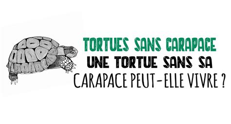 Une Tortue Sans Carapace Peut Elle Vivre Tortue Paradise