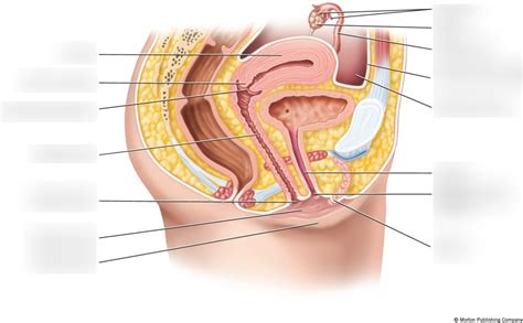 Female Pelvis Midsagittal Diagram Quizlet