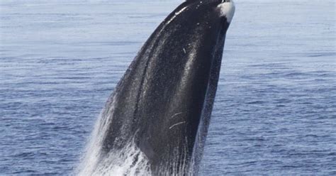 Bowhead Whales Genome Could Hold Clues To Longevity