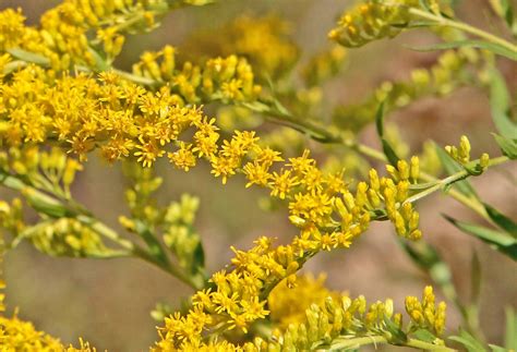 Solidago canadensis - Изображение особи - Плантариум