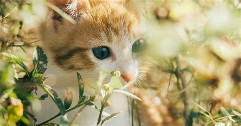 Wordpress Hide Featured Image 13 Expert Answers You Need