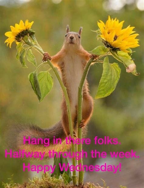 Happy Wednesday Squirrel With Sunflowers