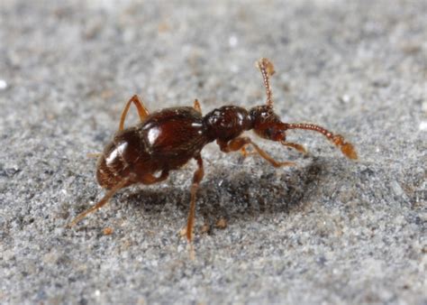 A Cave Ant Beetle Batriasymmodes Sp Grainger Co Tn Distribution