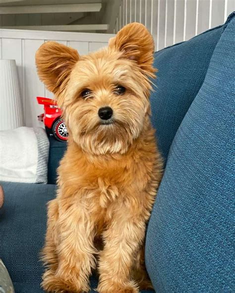 Spitz Poodle Mix Spitzpoo Breed Info Pictures Traits And Facts