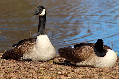 Canada Goose Geese Animal Free Photo On Pixabay
