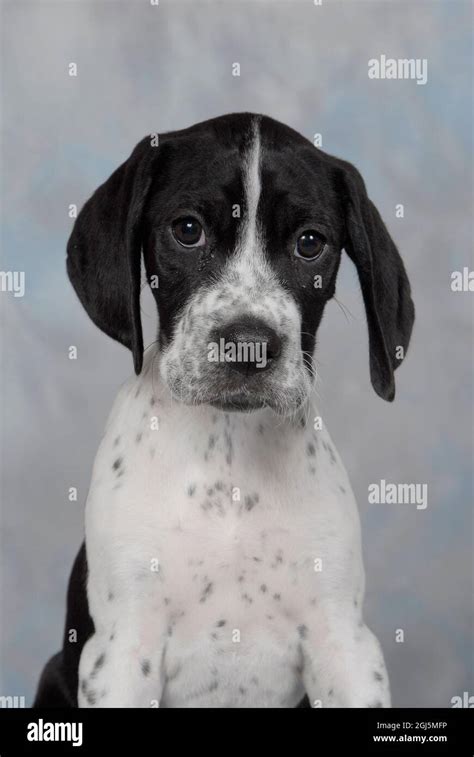 English Pointer Puppy Stock Photo Alamy