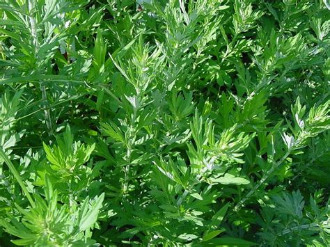 ヨモギ 害虫雑草病害一覧 TG芝生ニュース 東洋グリーン株式会社