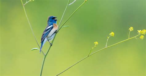 How To Identify Birds By Their Songs Nest Box Live