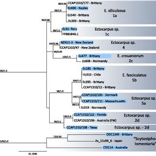 Species Tree And Species Sexual Compatibility Maximum Likelihood Tree Download Scientific