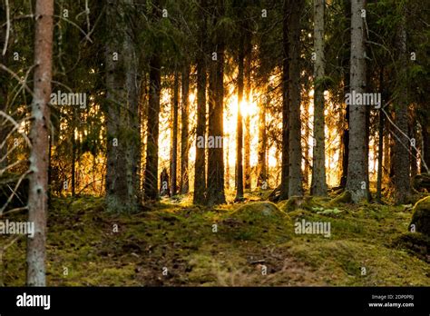 Sunlight Shining Through Tree Trunks Stock Photo Alamy