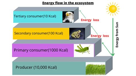 Examples Of Producers In Ecosystem