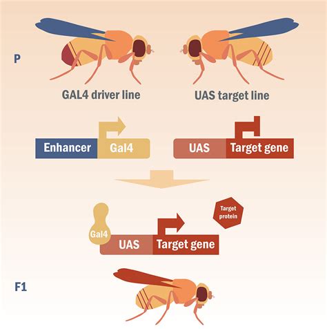 Uas Gal4 System Of Drosophila Melanogaster Behance