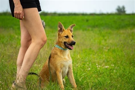 Астрелия ищет дом Девочке 5 месяцев привита обработана от паразитов Вырастет средней будет