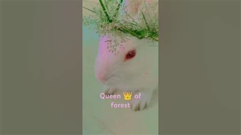 Cute 🥰🥰🥰🥰🥰🥰 Youtube