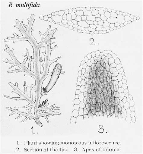 Liverworts Of Britain And Ireland Riccardia Sf Gray