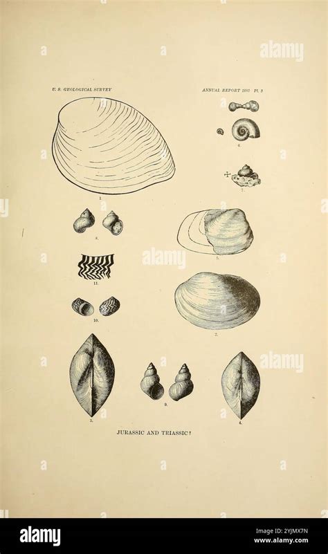 The Display Features A Series Of Detailed Illustrations Depicting Various Shell Forms And Marine