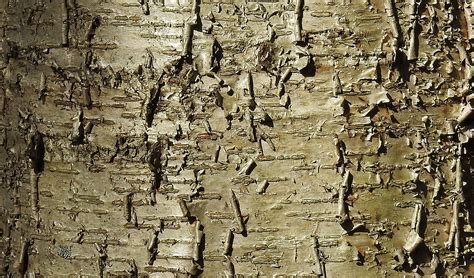 6 Trees You Can Easily Identify By Smell Learn Your Land