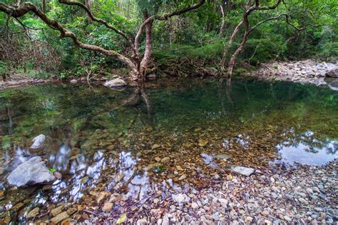 Tree Water Lake Free Photo On Pixabay