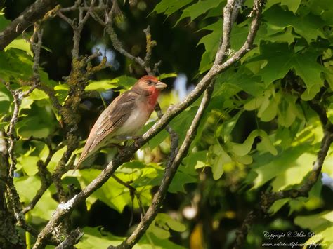 Details Common Rosefinch Birdguides