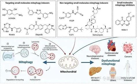 国自然热点：线粒体质量控制之「线粒体自噬」 知乎