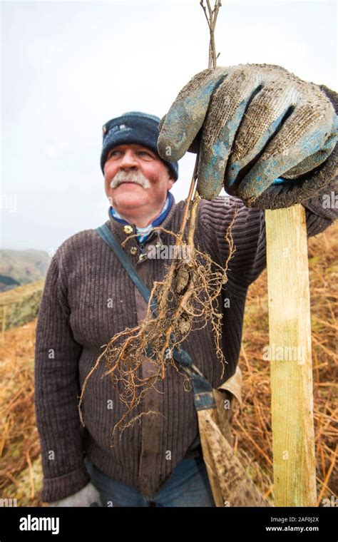 Planting Native English Trees Around The Fells Above Thirlmere