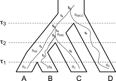 Figure 1 From Topics In Phylogenetic Species Tree Inference Under The Coalescent Model