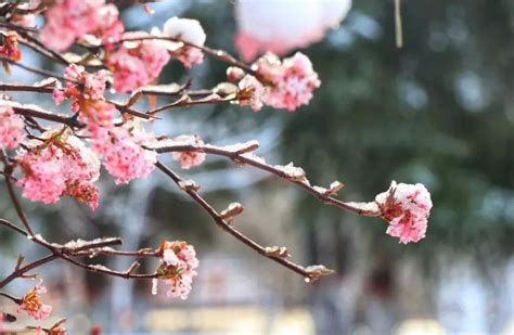 冰雪消融万物复苏图片 春天冰雪消融图片 冰雪融化春天来了 第2页 大山谷图库