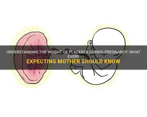 Understanding The Weight Of Placenta During Pregnancy What Every