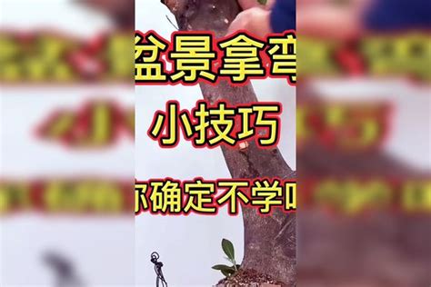 盆景拿弯绝技锯弯技术步骤演示对于粗枝造型有奇效 演示 步骤 技术