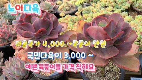 라울특가세일 4000~ 만원 예쁜 다육이이 묵은둥이와 군생들과 국민다육이 3000~ 노아다육 Youtube