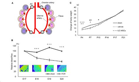 Characters Of The Fetal Growth Restriction Fgr Model Using The Characters Of The Fetal Growth Restriction Fgr Model Using The