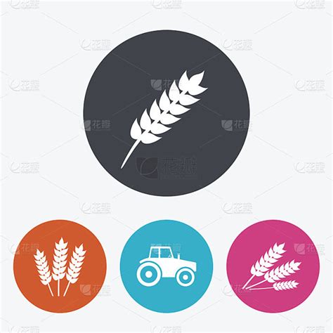 农业的图标小麦玉米或无谷蛋白