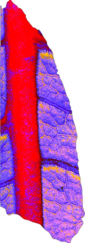 47900 Inula Helenium Art Flickr