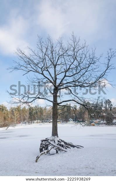 Naked Winter Tree Roots Out Ground Stock Photo 2225938269 Shutterstock