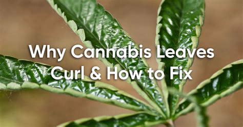How To Spot Treat And Prevent Cannabis Root Rot Pythium Hey Abby