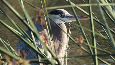 These Ventura Ponds Are For Birds And Birders