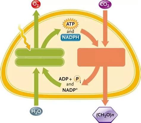 光合作用图像 植物的呼吸作用图 光合作用呼吸作用图像 大山谷图库