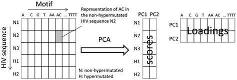 A Schematic Of Principal Component Analysis Applied To The Motif Download Scientific Diagram