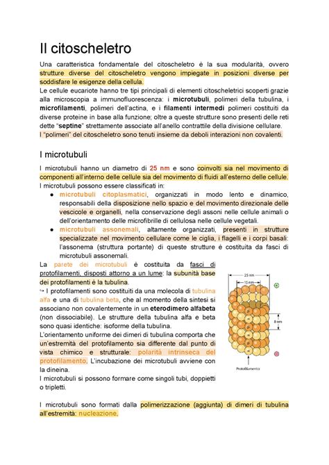Il Citoscheletro Appunti Appunti Di Biologia Cellulare Docsity