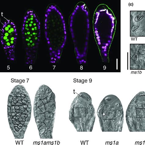 Fertility Of Physcomitrium Patens Ms1 Mutants Download Scientific Diagram