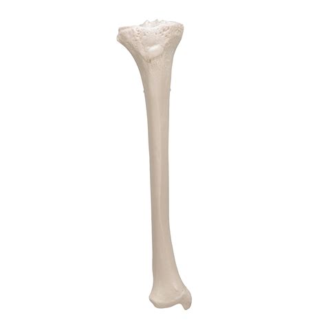 Anatomical Human Tibia Bone Model Left And Right Medical Leg Skeleton