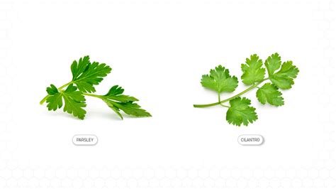 Parsley Vs Cilantro A Comprehensive Guide Hexclad Cookware