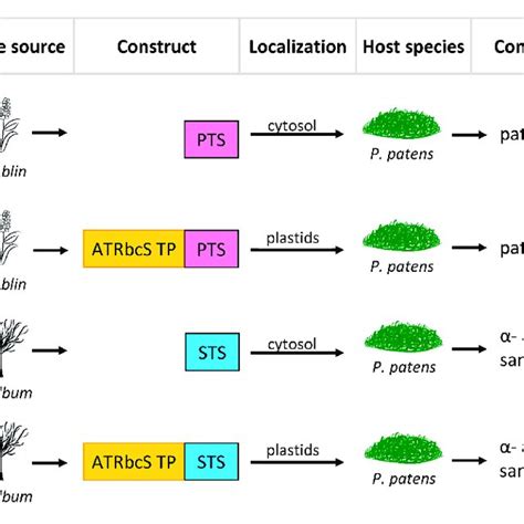 Biosynthetic Pathway To Produce Patchoulol And α And β Santalol In S Download Scientific