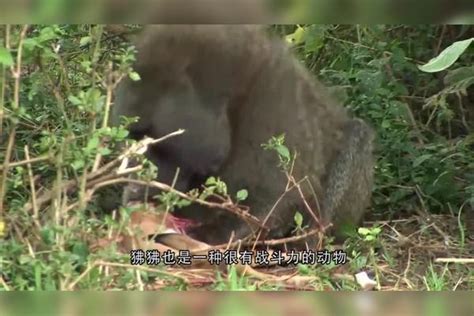 狒狒挑衅狮子，最后却把自己玩死了！
